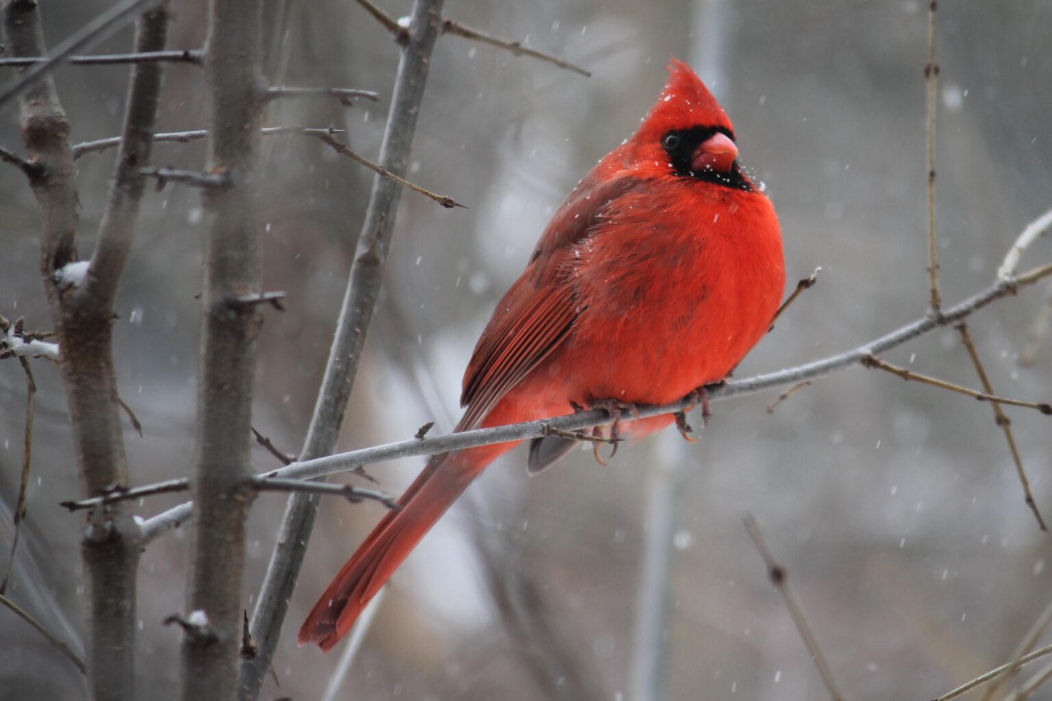 Cardinal Virtues - An Introduction (with Examples)